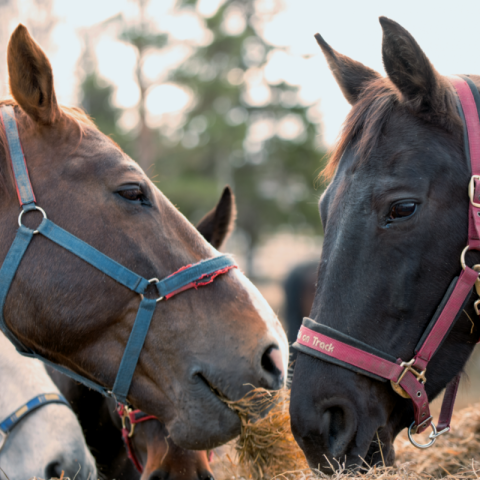 Det här är Kågedalens Ryttarförening | Kågedalens Ryttarförening